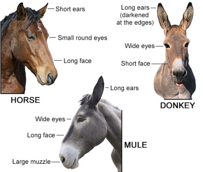 Baby Mule Horse